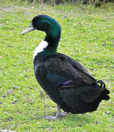 The Duclair Duck - Backyard Poultry